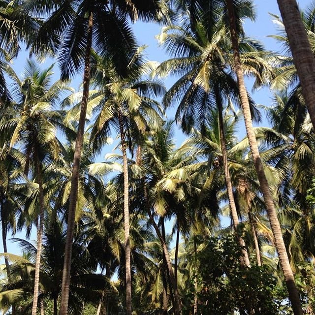 Mandrem Beach – Travel Guide, Travel Tips, Places to Visit, Hotels and ...