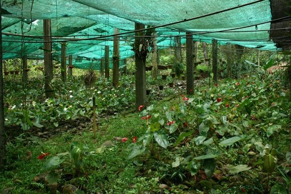 Spice Plantations in Goa