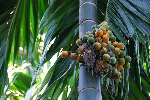 Spice Plantations in Goa